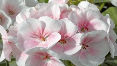 Çiçeklerin Dili ve Anlamları