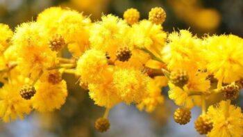 Çiçeklerin Dili ve Anlamları